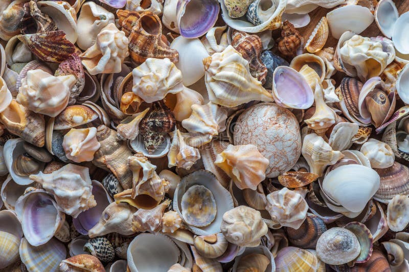 Seashells Background, Lots of Amazing Shells Stock Image - Image of ...