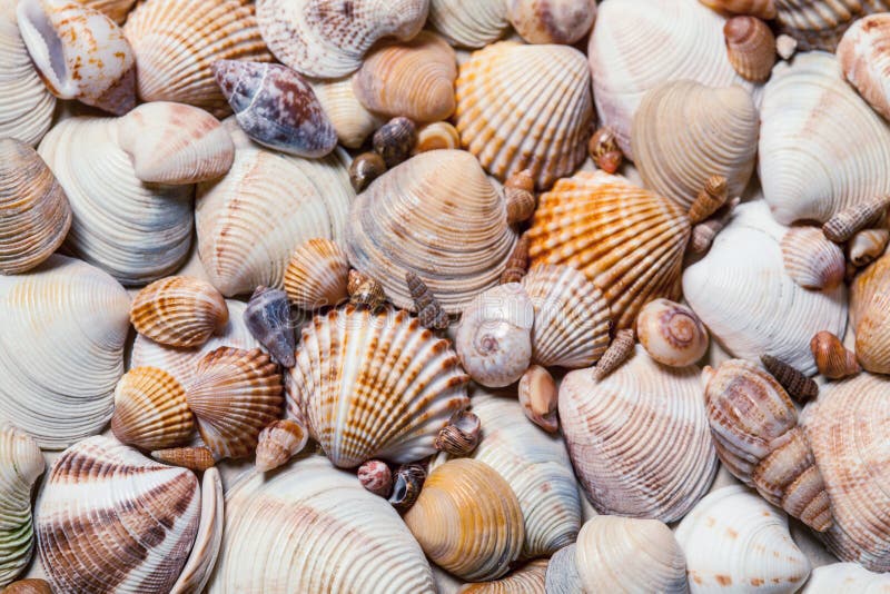 Colorful seashells stock image. Image of shell, shells - 7982463