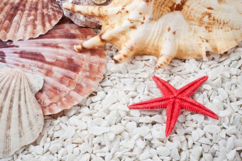 Seashells stock photo. Image of design, coastline, closeup - 35723708