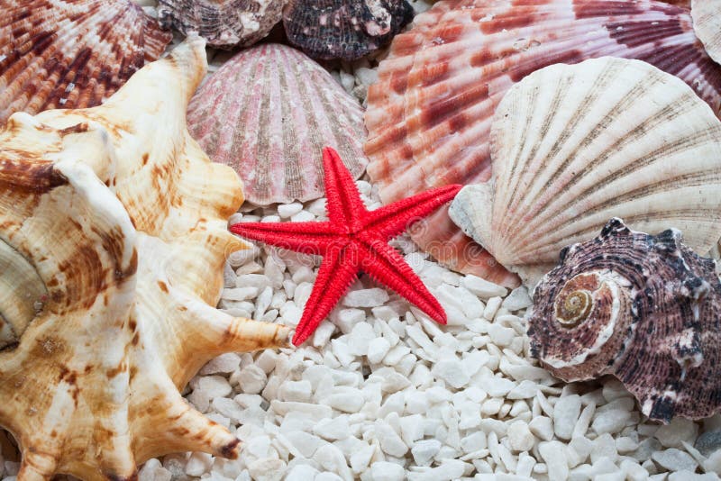 Seashells stock image. Image of sand, seashore, macro - 36036035