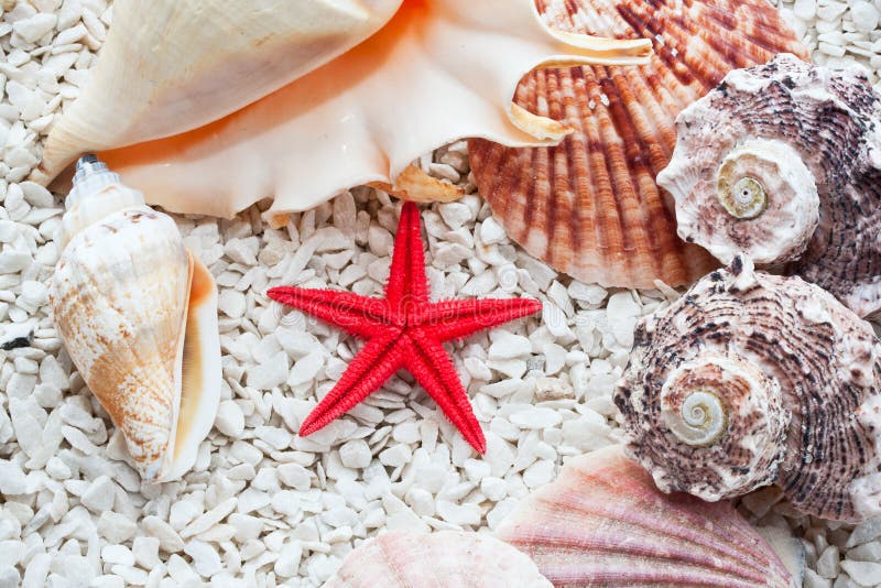 Seashells stock image. Image of summer, cockleshell, tropical - 36359485