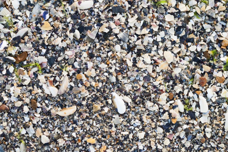 Seashells stock photo. Image of life, background, seashore - 55370090