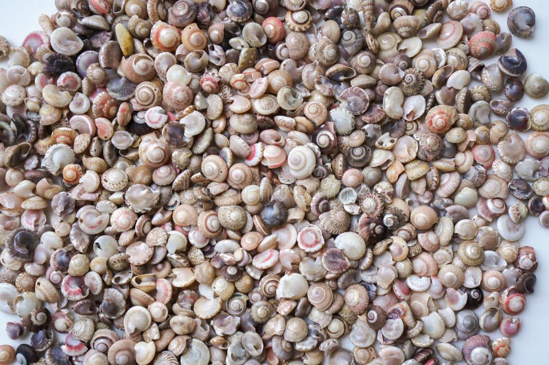 Seashells Background. Assortment of Seashells. Seashells on the Beach Stock Illustration ...