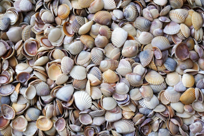 Seashells Background. Assortment of Seashells. Seashells on the Beach Stock Illustration ...