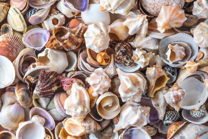 Close-up of Seashells on the Beach 1 Stock Photo - Image of spiral ...