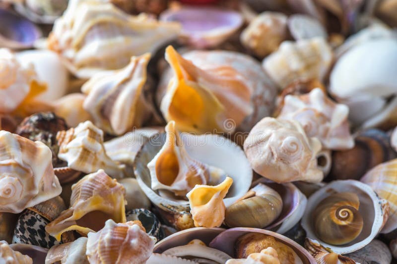 Close-up of Seashells on the Beach Stock Image - Image of doodle ...
