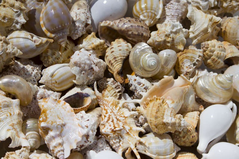 Seashells Background. Various Empty Shells of Marine Crustaceans in a ...