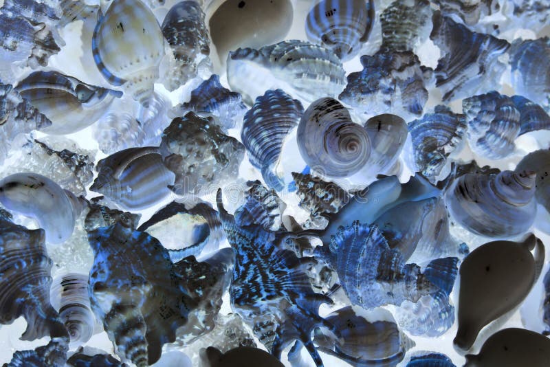 Seashells Background. Various Empty Shells of Marine Crustaceans in a ...