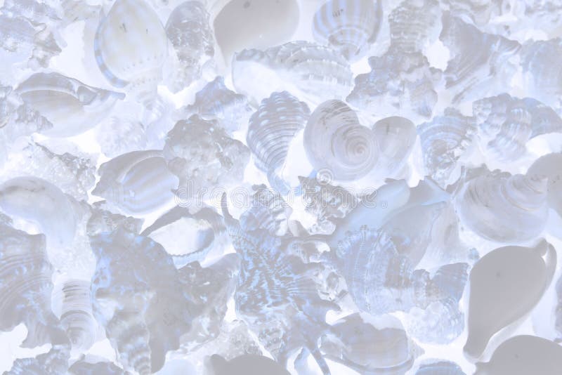 121 Translucent Seashells Stock Photos - Free & Royalty-Free Stock ...