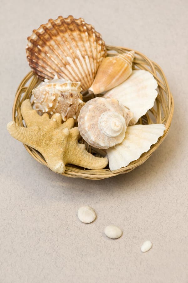 Seashells in Basket stock photo. Image of shell, fluff - 13423252
