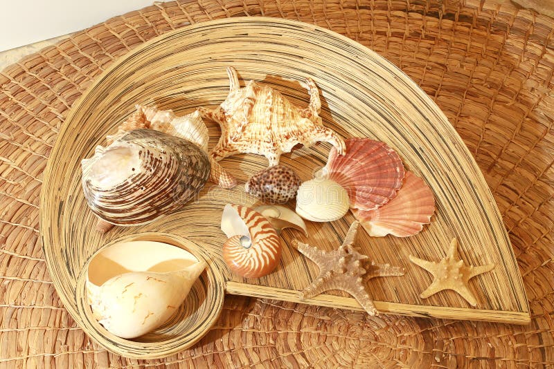 Seashells in basket stock image. Image of design, shell - 15211181
