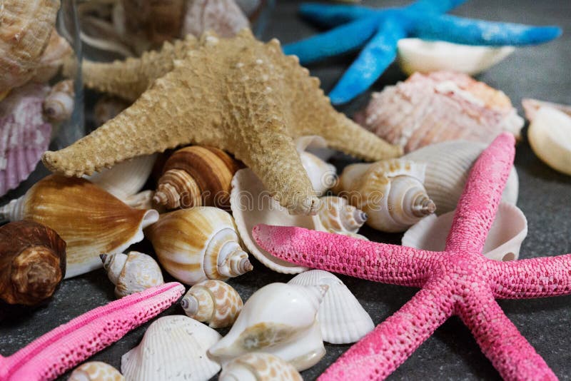 Seashells, Bath Decor in Nautical Style Stock Photo - Image of marine ...