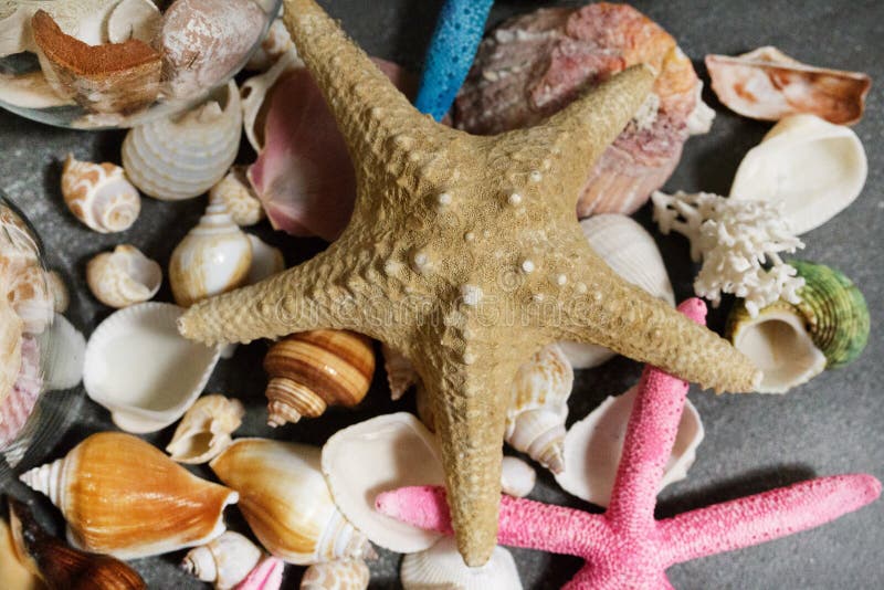 Seashells, Bath Decor in Nautical Style Stock Photo - Image of design ...