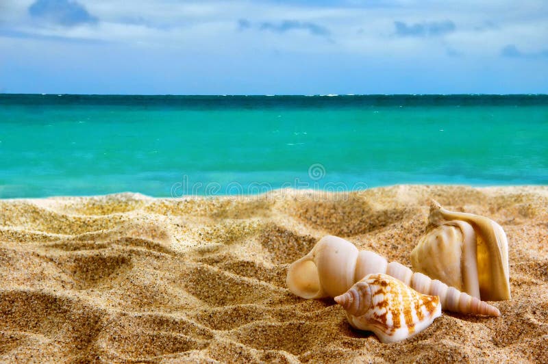 Seashells on the beach stock photo. Image of beach, seashell - 10357184