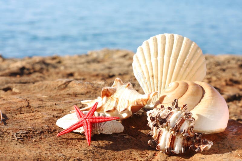 Seashells on the beach stock image. Image of copy, beach - 10610391