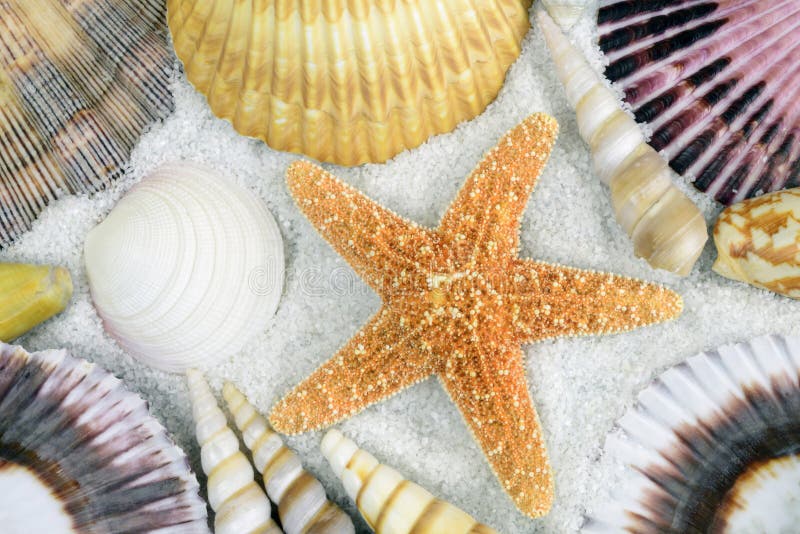 Seashells on beach sand stock image. Image of outdoor - 35739563