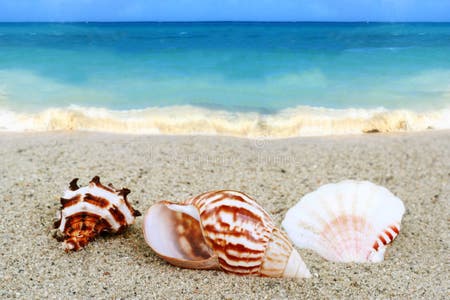 Seashells on beach stock photo. Image of coast, seashells - 5339834