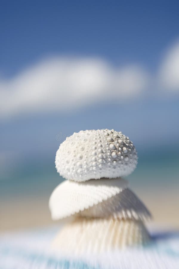 Seashells on the beach stock photo. Image of outdoors - 8065350