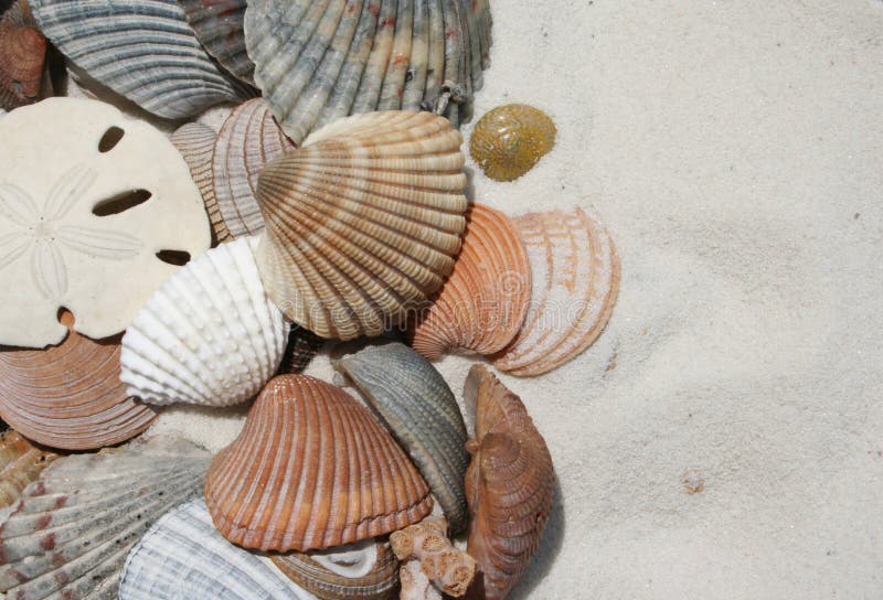 Seashells on the beach stock photo. Image of summer, ocean - 949522