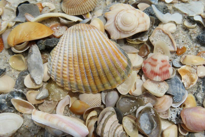 Seashells on the Beach in Atlantic Coast of North Florida Stock Image ...