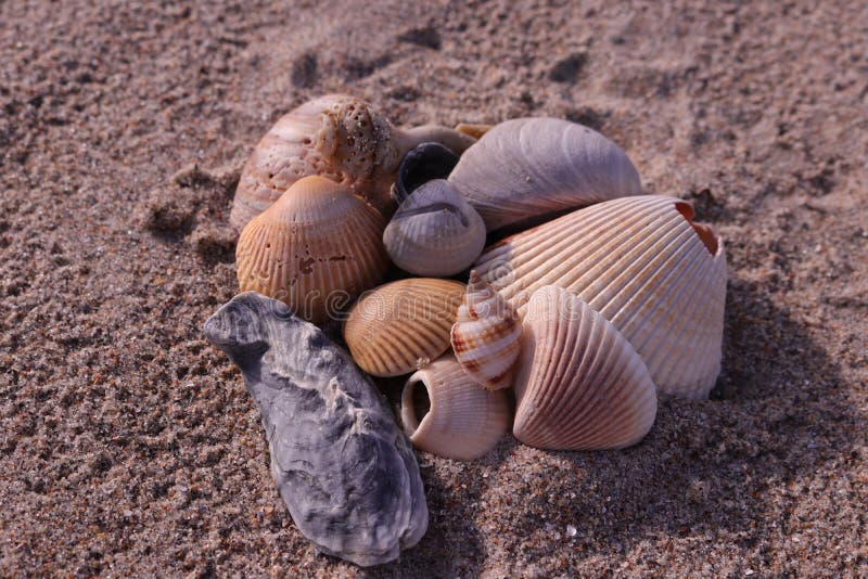 The Seashells on the Beach of the Atlantic Ocean at Emerald Isle, NC ...