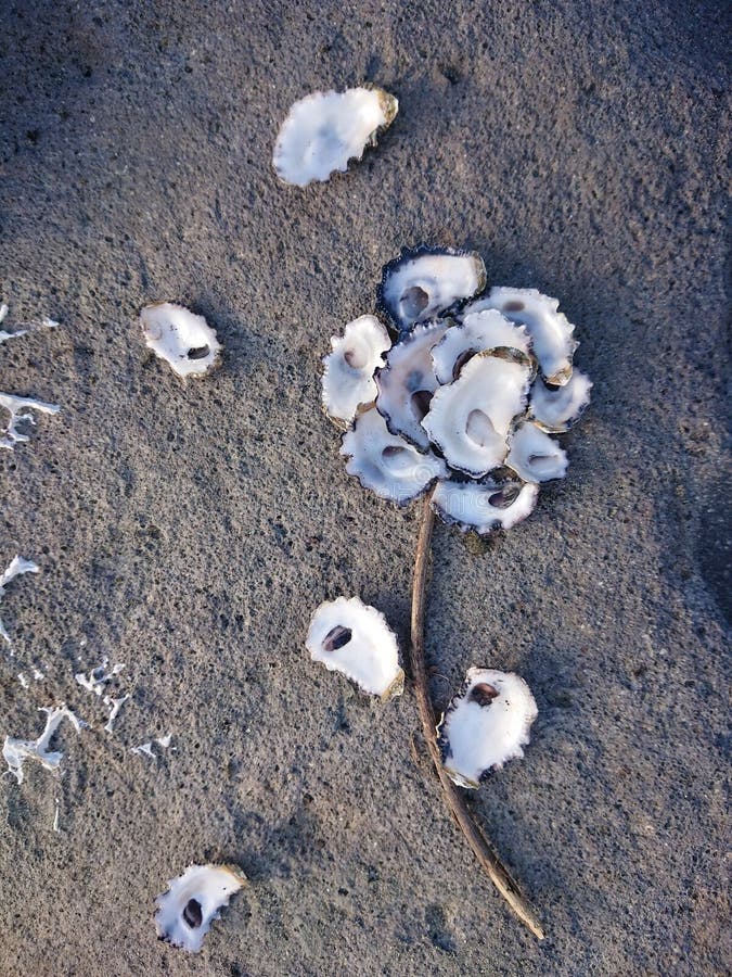 Seashells on the beach stock photo. Image of wildlife - 291453450