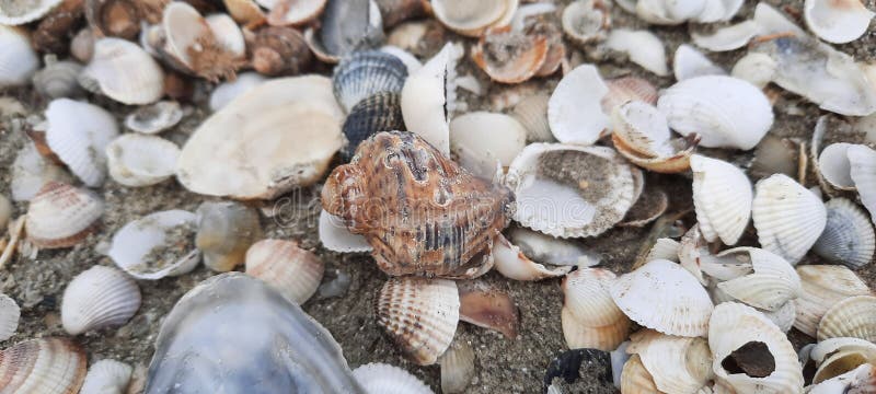 Seashells on the beach stock image. Image of seashells - 281337897