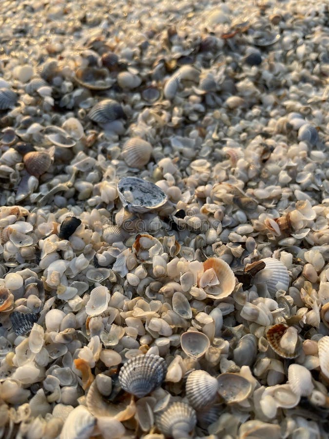 Seashells on the Beach at the Black Sea Stock Photo - Image of life ...