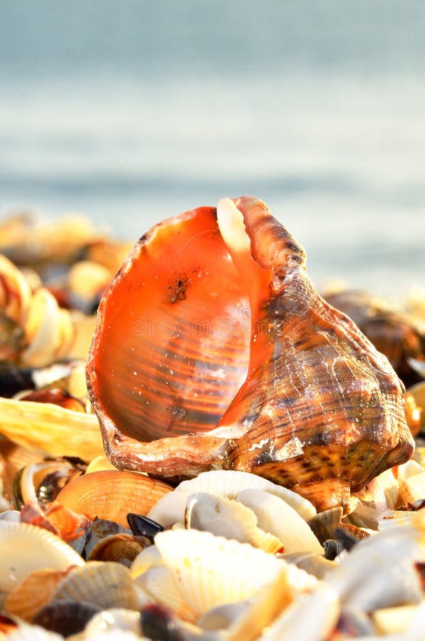 Seashells on the beach stock photo. Image of idyllic - 36770470