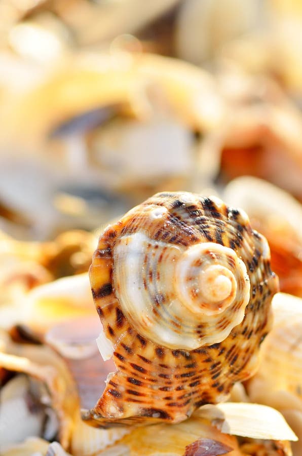 Seashells on the beach stock image. Image of lagoon, perfect - 37164337