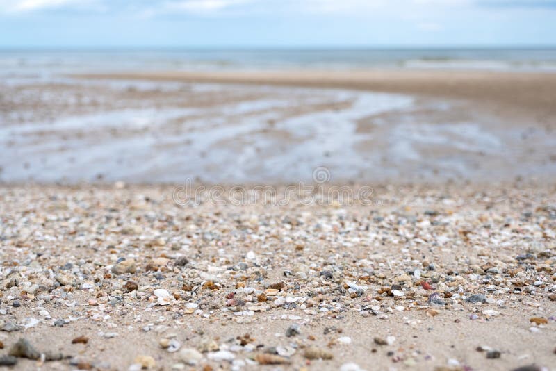 Seashells on beach stock photo. Image of coast, seashells - 5339834