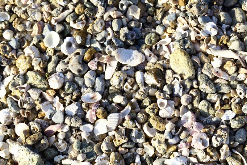 Seashells on the Beach Floor. Stock Image - Image of floor, global ...