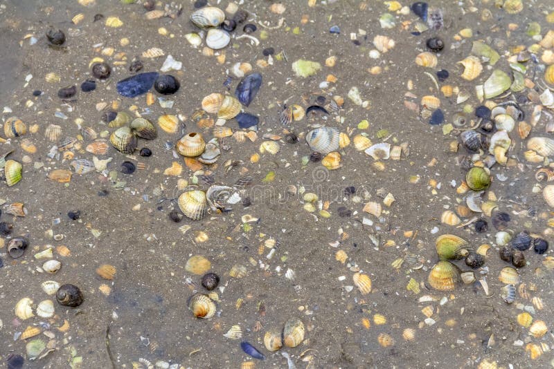 Seashells on a beach stock photo. Image of high, nature - 167570616