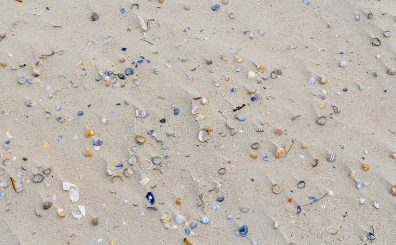Seashells on a beach stock photo. Image of layer, detritus - 168779518