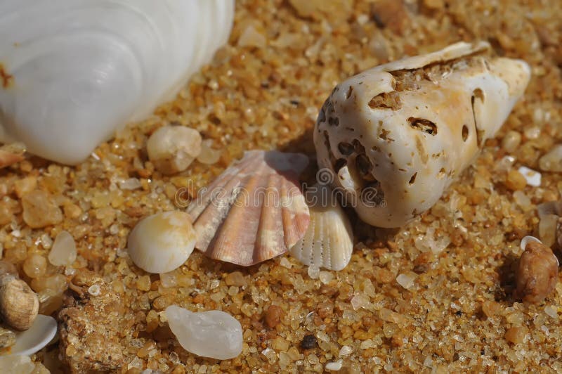 Seashells on the Beach of the Indian Ocean Stock Photo - Image of ...