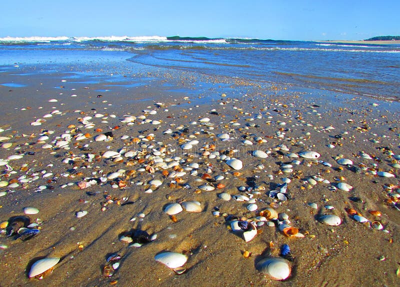 Seashells on a Beach in NJ stock photo. Image of sunset - 76941410