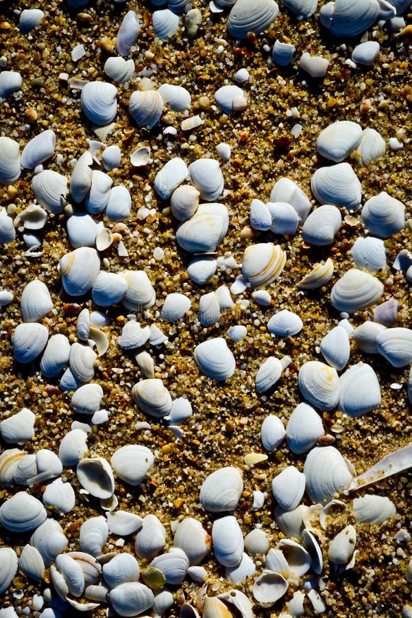 Seashells on the Beach, Portugal Stock Photo - Image of outdoor, conch ...