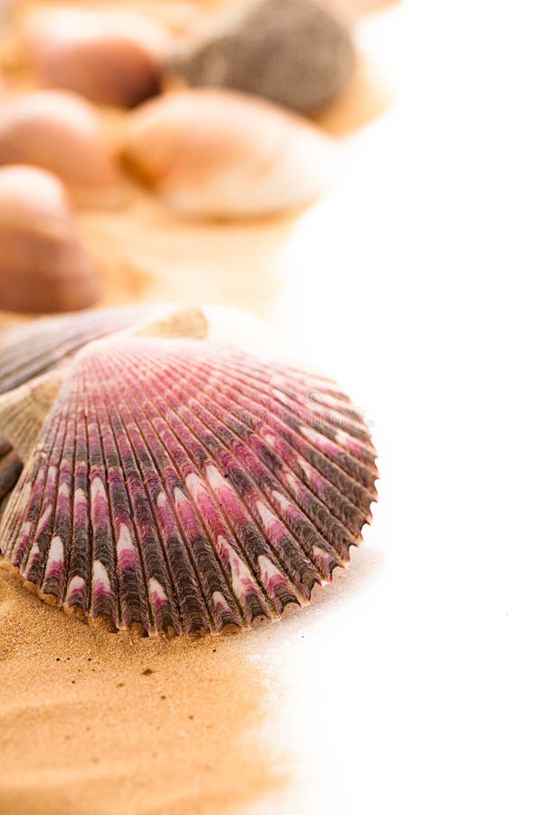 Seashells on the beach stock photo. Image of ocean, isolated - 31359468