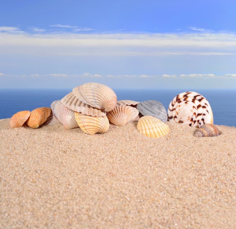 Seashells in a beach sand stock photo. Image of nature - 70011142