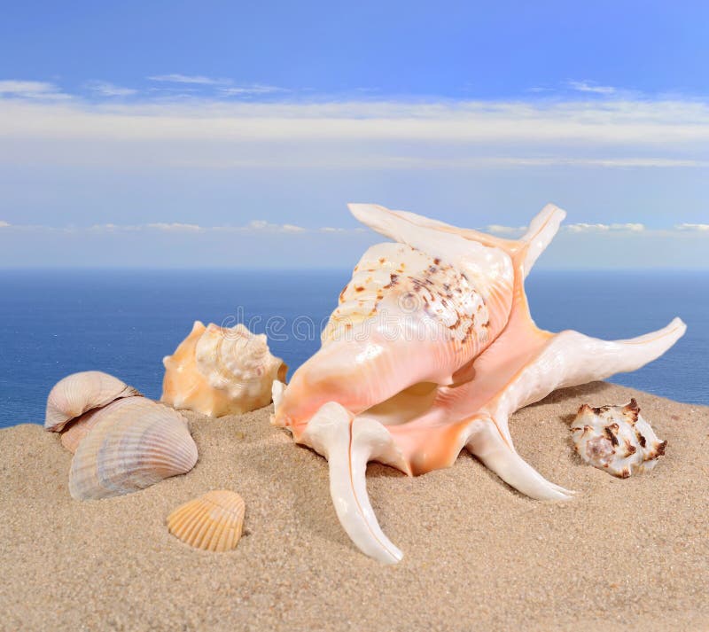 Seashells in beach sand stock photo. Image of close, journey - 70011164