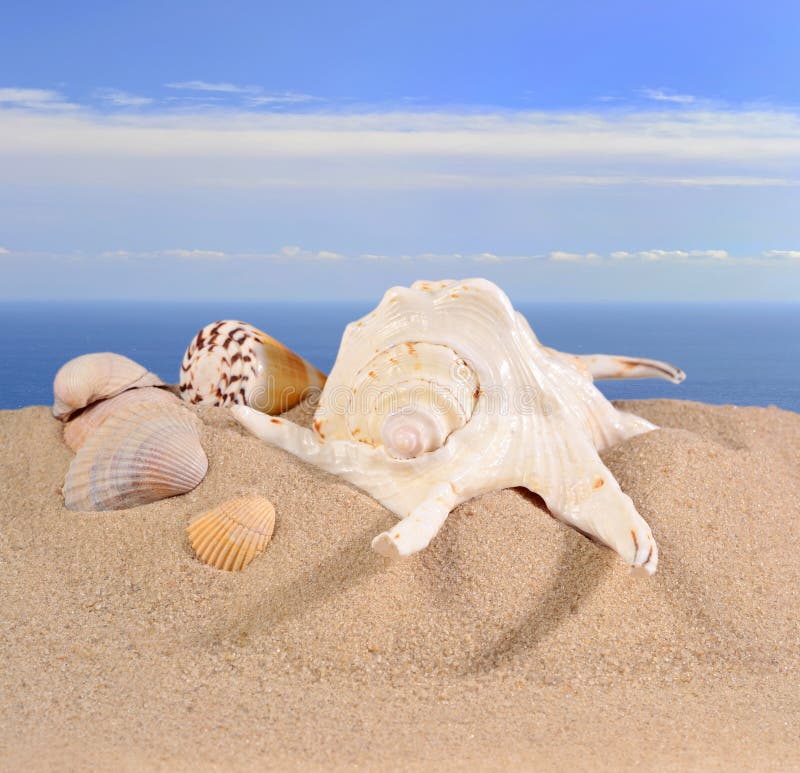Seashells in beach sand stock image. Image of conch, sunlight - 70011165