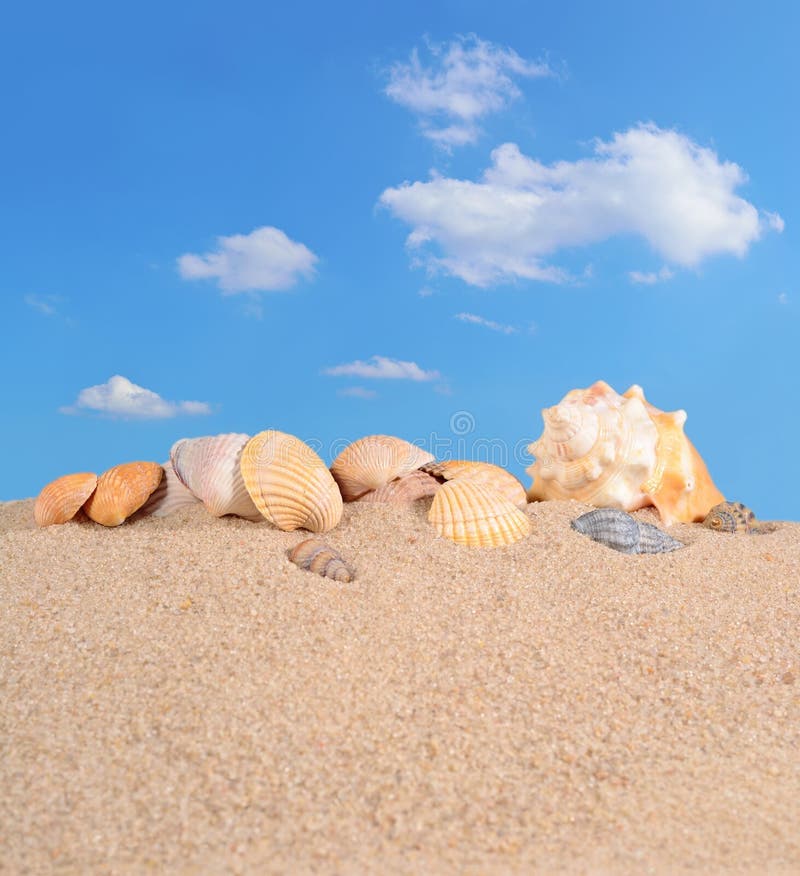 Seashells in beach sand stock image. Image of closeup - 70011157