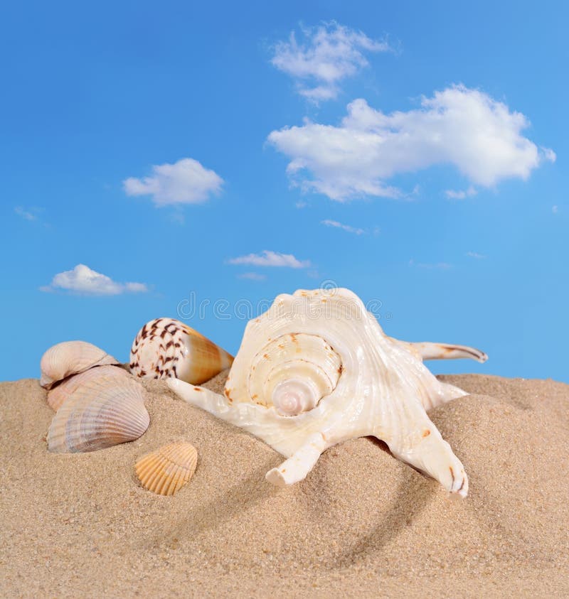 Seashells in a beach sand stock photo. Image of sunlight - 70011176