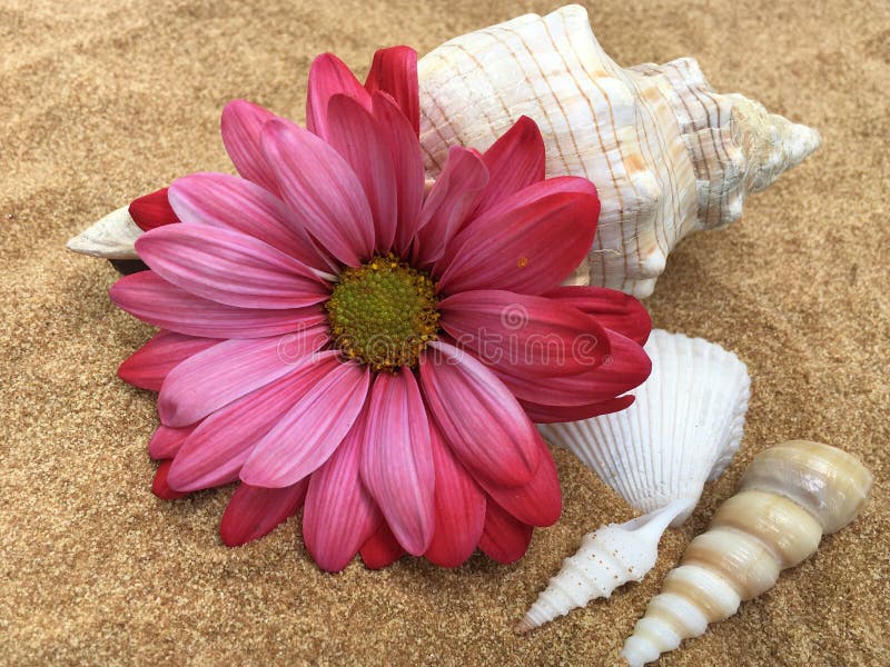 Shells and a Flower stock image. Image of vacation, flower - 160941965