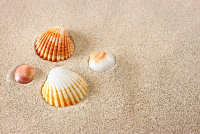 Seashells on beach sand stock photo. Image of seashore - 35739534
