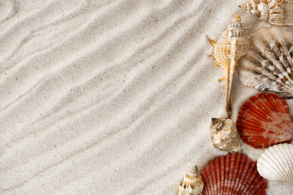 Seashells on Beach Sand. Top View with Copy Space Stock Photo - Image ...