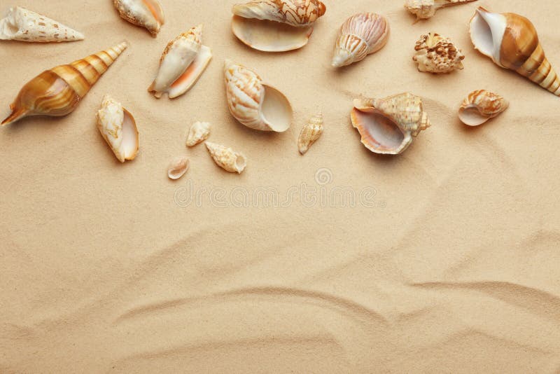 Seashells on Beach Sand, Top View Stock Photo - Image of seashore ...