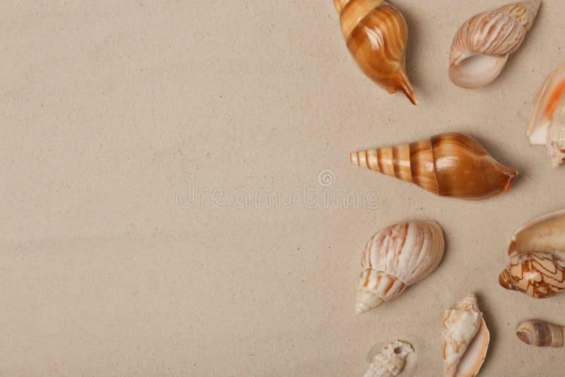 Seashells on Beach Sand, Top View Stock Image - Image of pattern ...