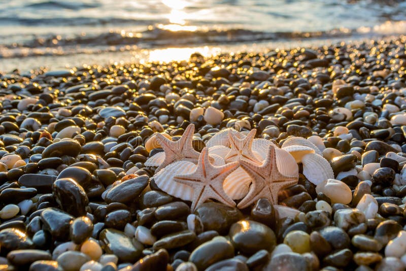 Seashells on the beach stock photo. Image of seashells - 153929920