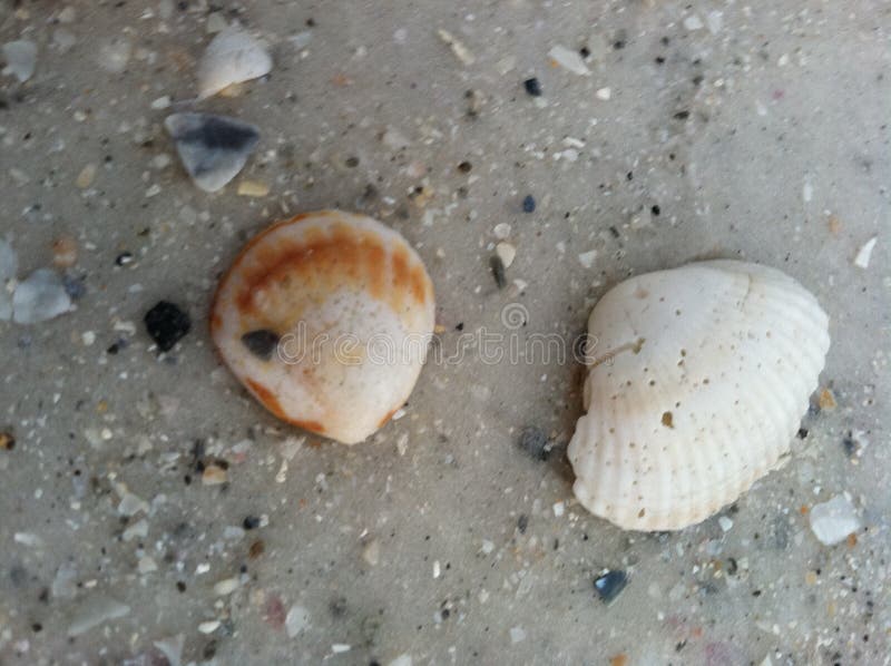 Seashells on the beach stock photo. Image of beach, anna - 142859622
